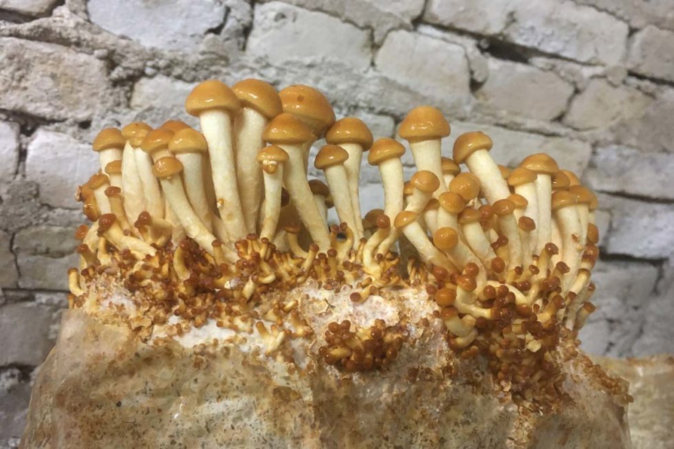 Produktion | Eltviller Edelpilze